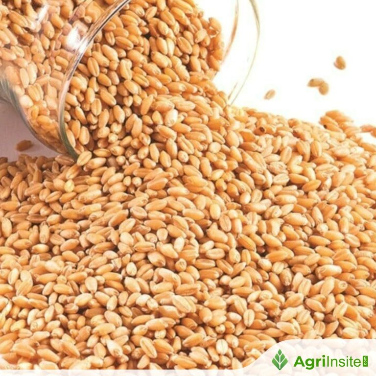 Philippine wheat imports to rise amid higher consumption, says USDA ...