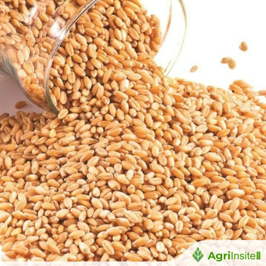 China increases wheat imports from Australia and Argentina amid falling ...