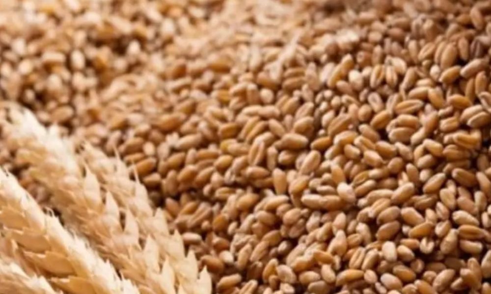 Pakistan’s wheat production to decline by 3.5mn metric tons, down 11% ...