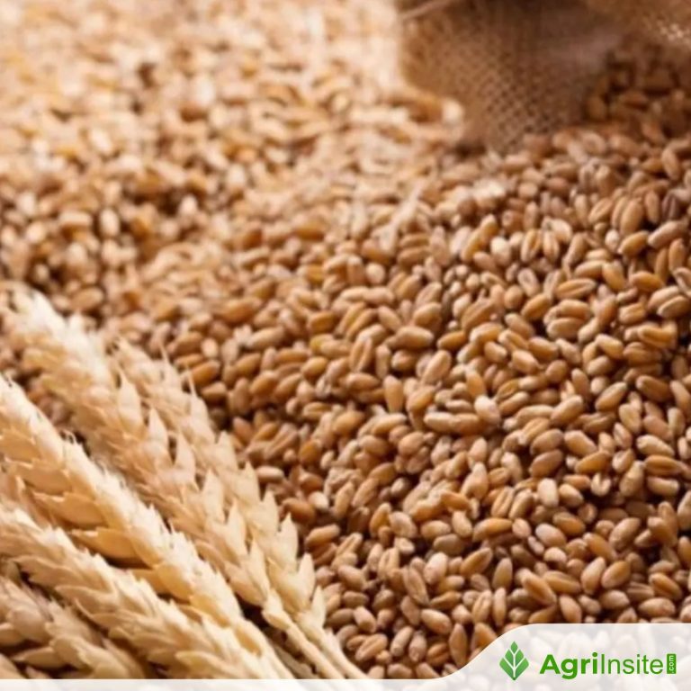 Russia announces wheat export quota - AgriInsite