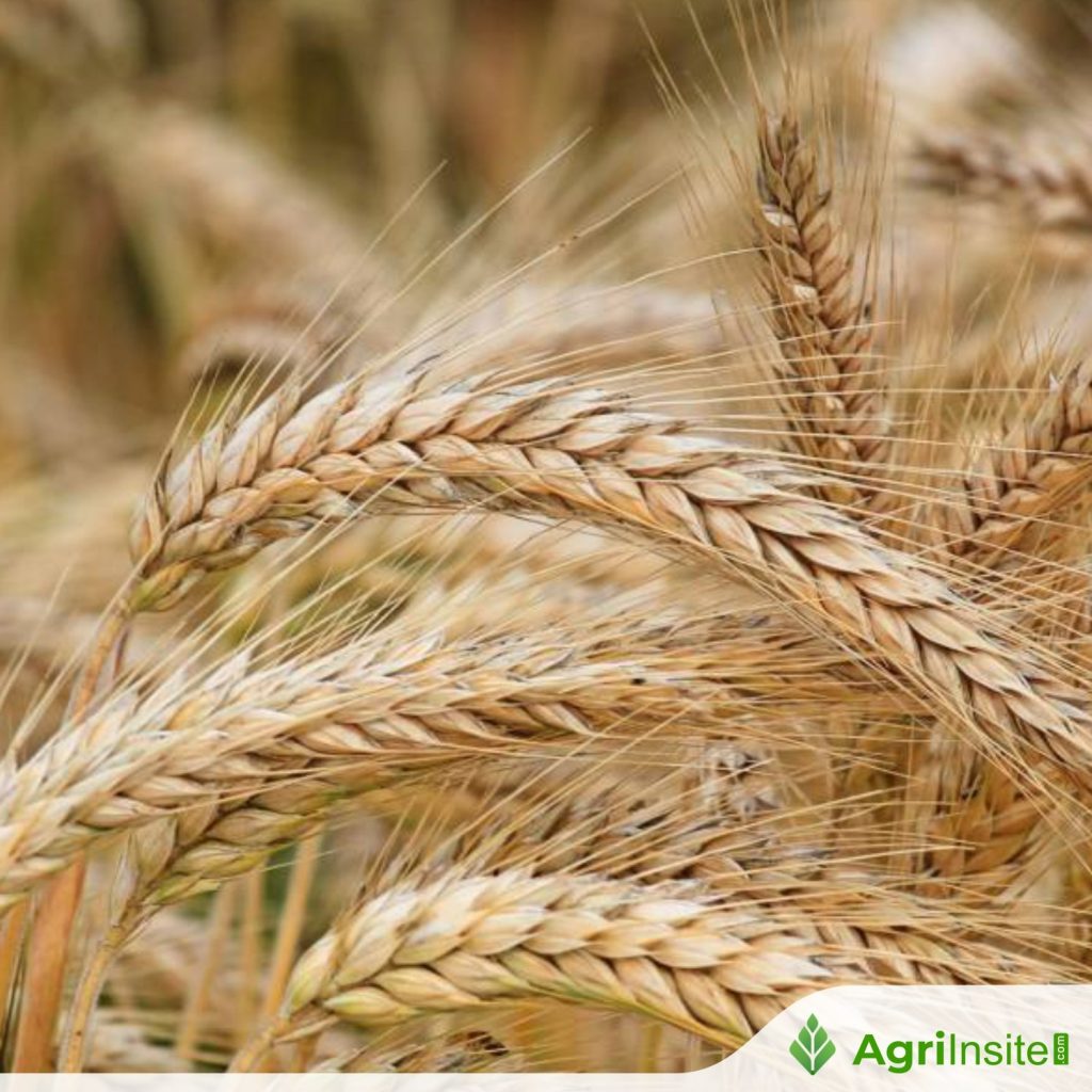 U.S.: 2025 SRW Wheat Crop Shows Good Quality and Value Despite Growing ...