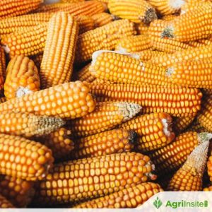 Zimbabwe brings back maize import ban after bumper harvest - AgriInsite