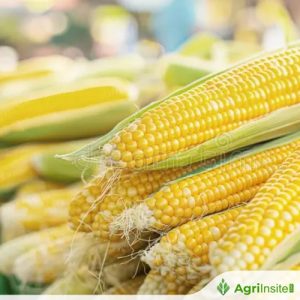 What Zimbabwe’s maize import ban means for SA farmers and exporters ...