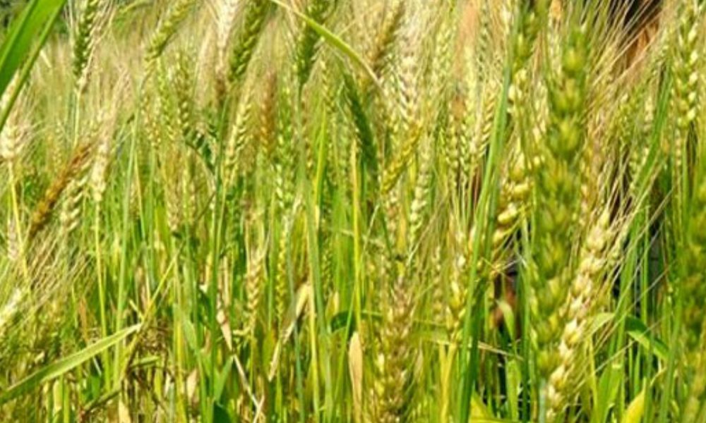 Odisha govt seeks cooperation of rice millers in paddy procurement ...