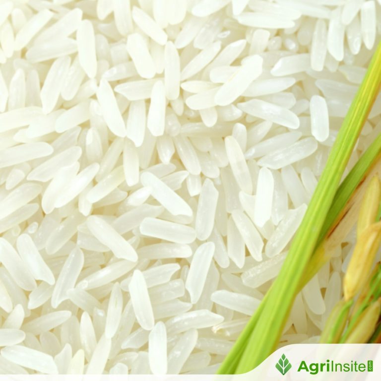 Higher Philippine rice yields expected amid robust gov't support—USDA ...