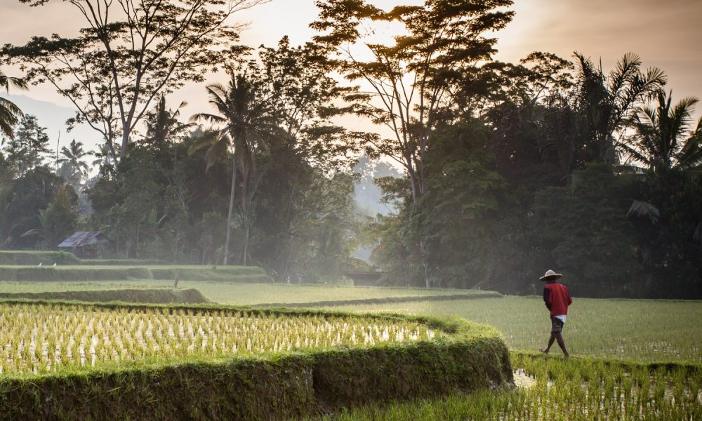 China to expand plantation of ratoon rice by over 666,000 hectares ...