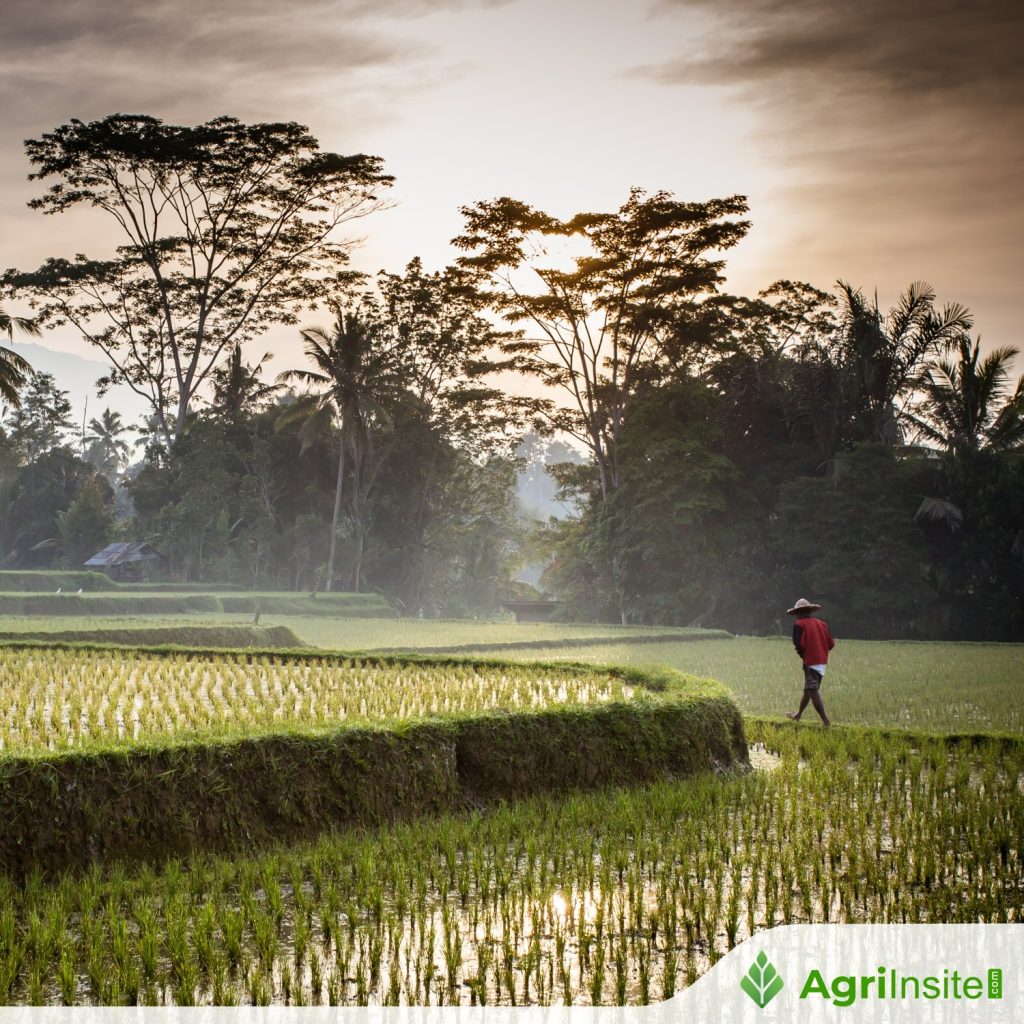 Indonesia Targets 32 Million Tons Rice Production in 2025 - AgriInsite