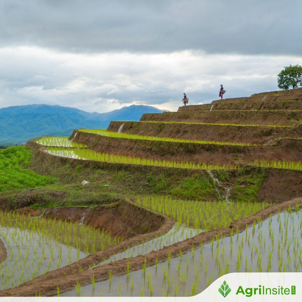 Uneven Rains Trigger Concerns for India's Rice Production - AgriInsite