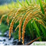 Philippines-DA: Palay prices up in some areas after Marcos announced ...