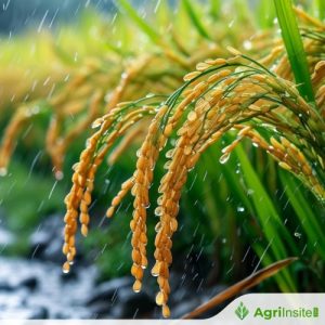 India unveils world’s first genome-edited rice varieties to boost ...