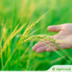 Rice breeders explore gene editing to enhance nighttime heat tolerance ...