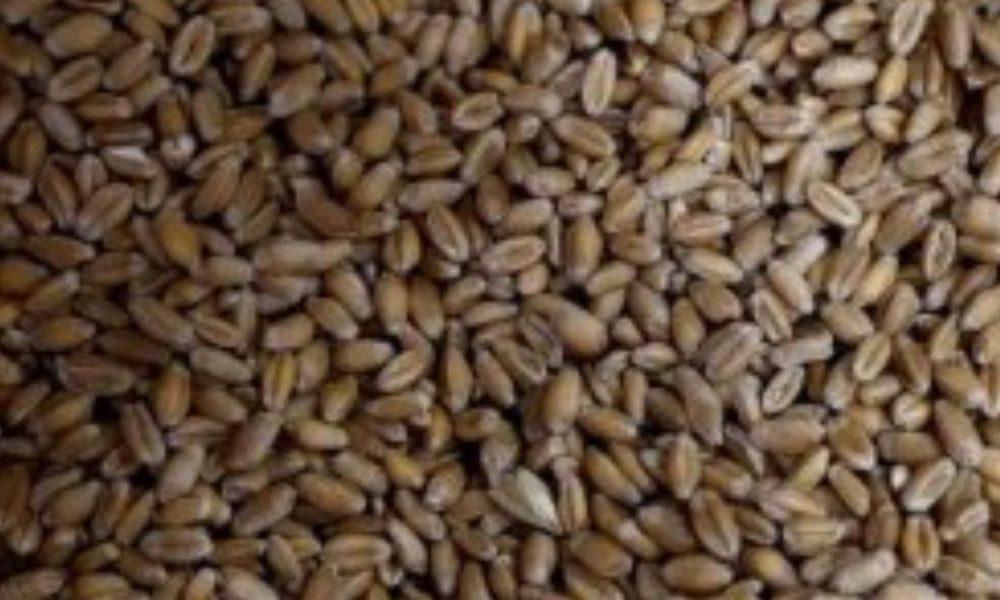 PAU launches wheat variety for nutritious ‘atta’ biscuits - AgriInsite