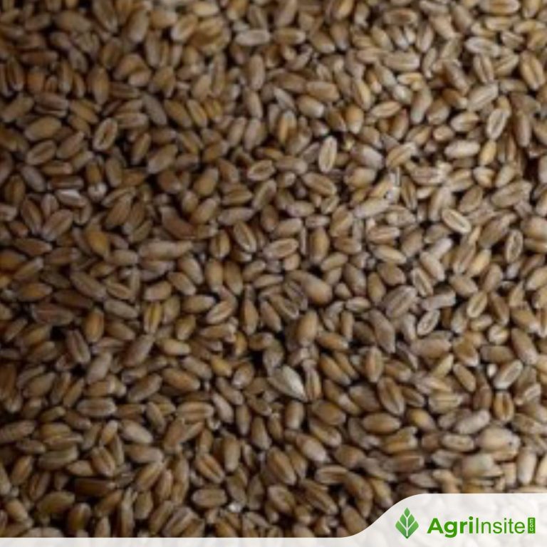 Argentina smashes wheat production record - AgriInsite