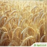 Ukraine 2025 wheat crop seen at 21.8 million tons, corn at 28 million ...