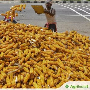 UP clears maize MSP procurement policy - AgriInsite