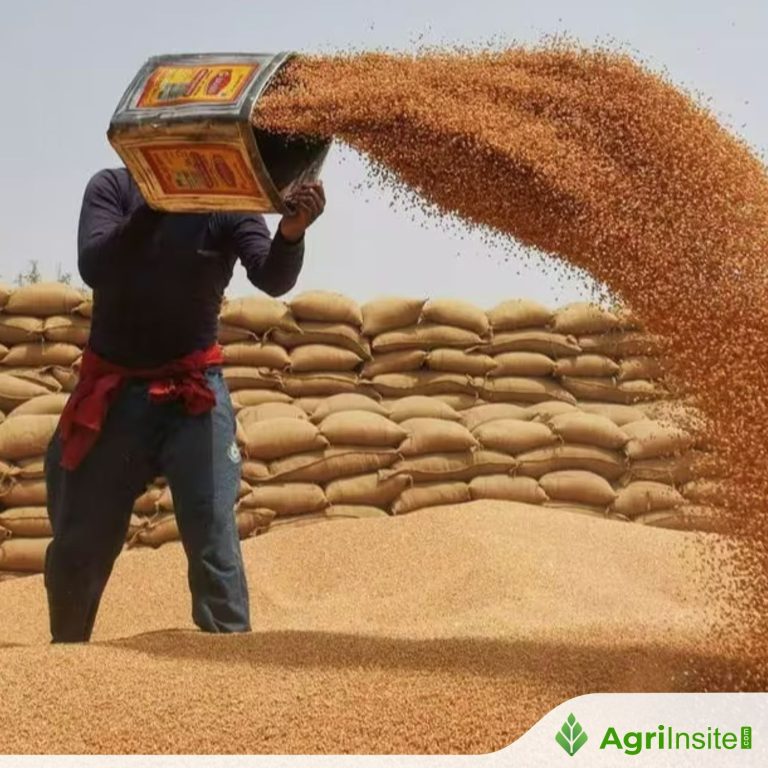 EU strongly cuts 2024/25 wheat crop and export estimates - AgriInsite