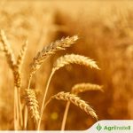 Historic drought, wheat shortage to test Syria's new leadership ...