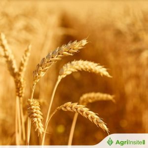 European Union raises 2025-26 soft wheat crop forecast to 128.2 mn ...