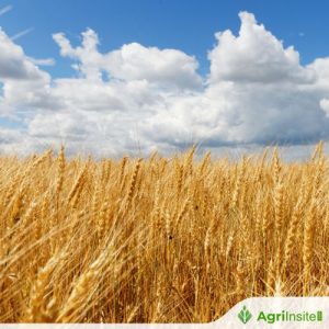 Iran’s wheat output falls by 2.5m tons, USDA says - AgriInsite