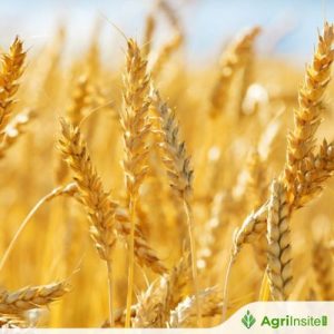 Argentina completes wheat sowing for 2025/26 crop - AgriInsite