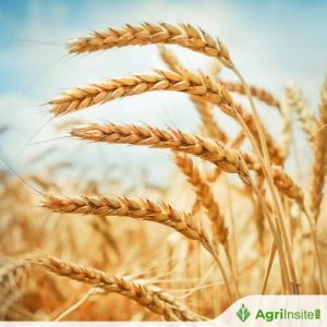 U.S.: 2025 SRW Wheat Crop Shows Good Quality and Value Despite Growing ...