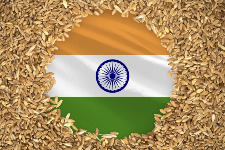 Grain production record expected in India - AgriInsite