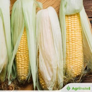China halves corn import forecast - AgriInsite
