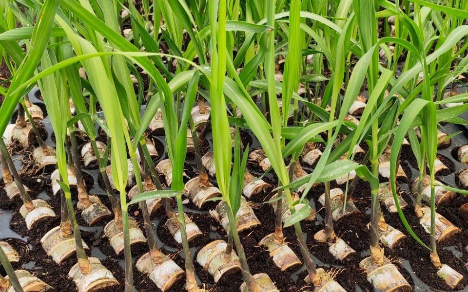 Uttar Pradesh : Sugarcane seed ‘mafias fleecing farmers’ with ...